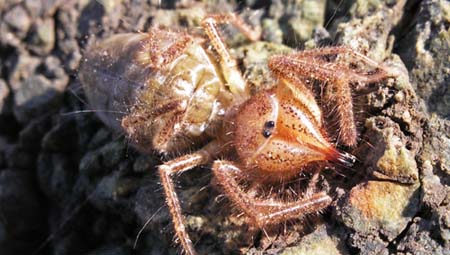 Solífugos - Codexverde