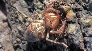 Solífugos - Codexverde