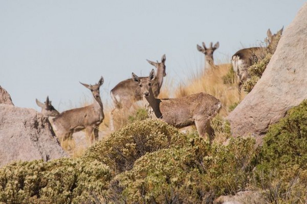 Parte conteo estival de la taruca, y este año CONAF actualizará su plan ...