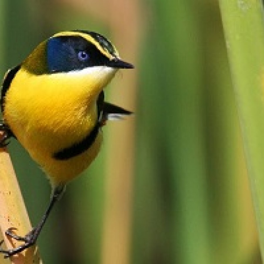 sietecolores chica - CodeXVerde