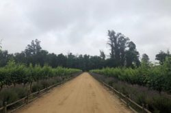 Viña Cono Sur muestra sus soluciones en eficiencia energética y energía solar - Codexverde