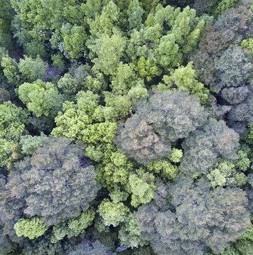 Bosque Chiloé 1 - Daniel Casado - CodeXVerde