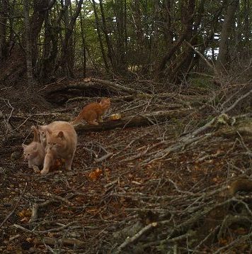 BOSQUE_1-compressor - Codexverde