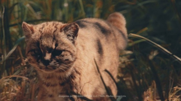 2. Güiña (Leopardus guigna) - CodeXVerde