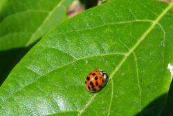 Insectos invasores: un problema para la biodiversidad - Codexverde