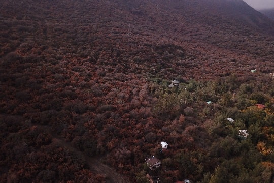 PAINT-ARBOLES-QUEMADOS-2020-min - CodeXVerde