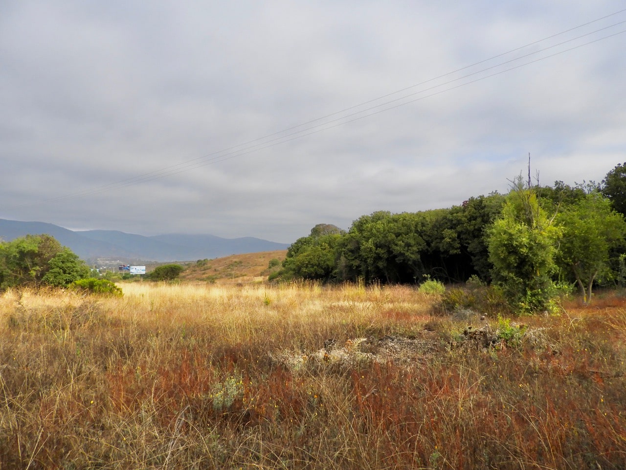 BOSQUE-NATIVO-1-min - Codexverde