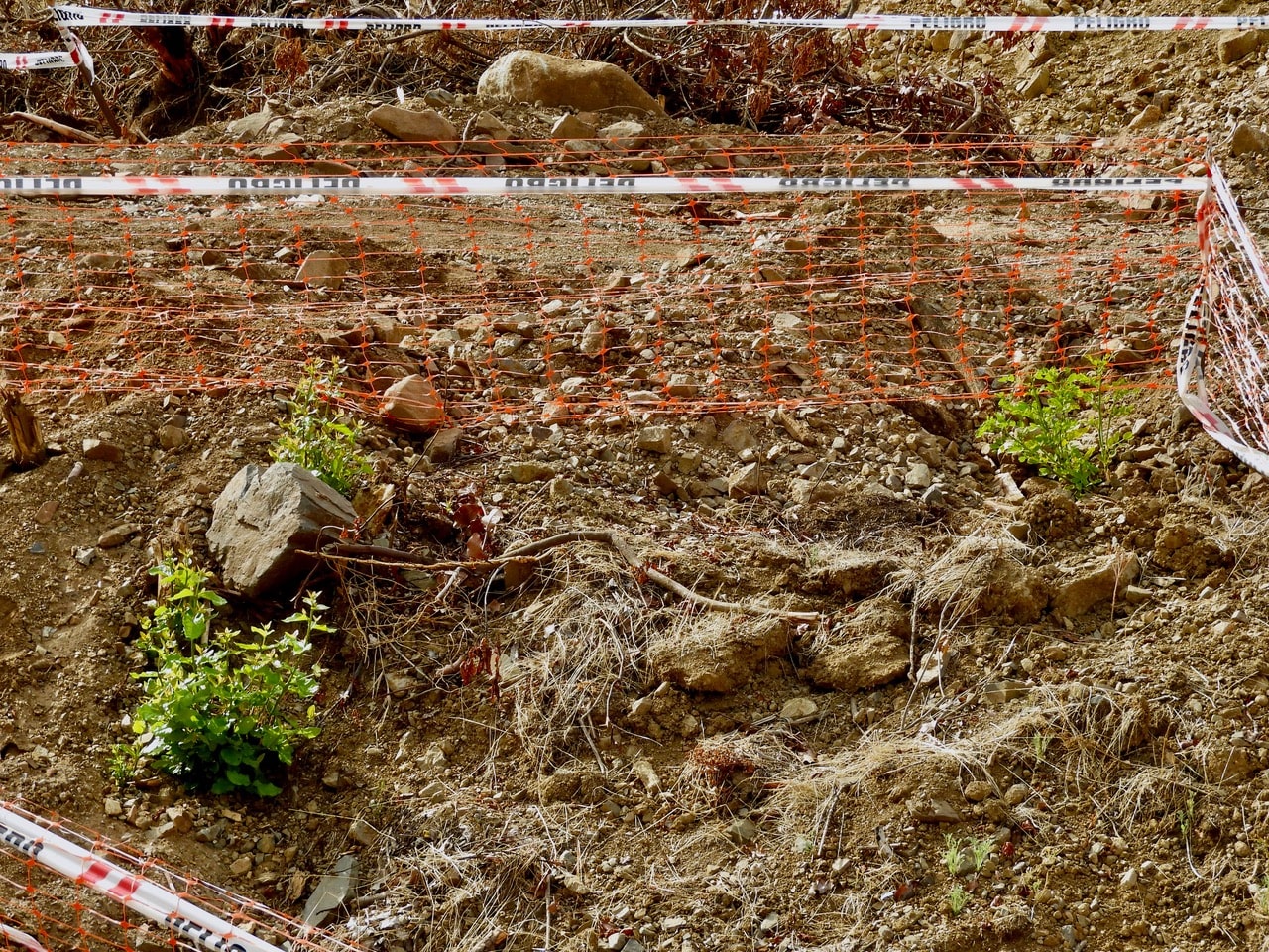 Rebrote-belloto-del-norte1-min - CodeXVerde