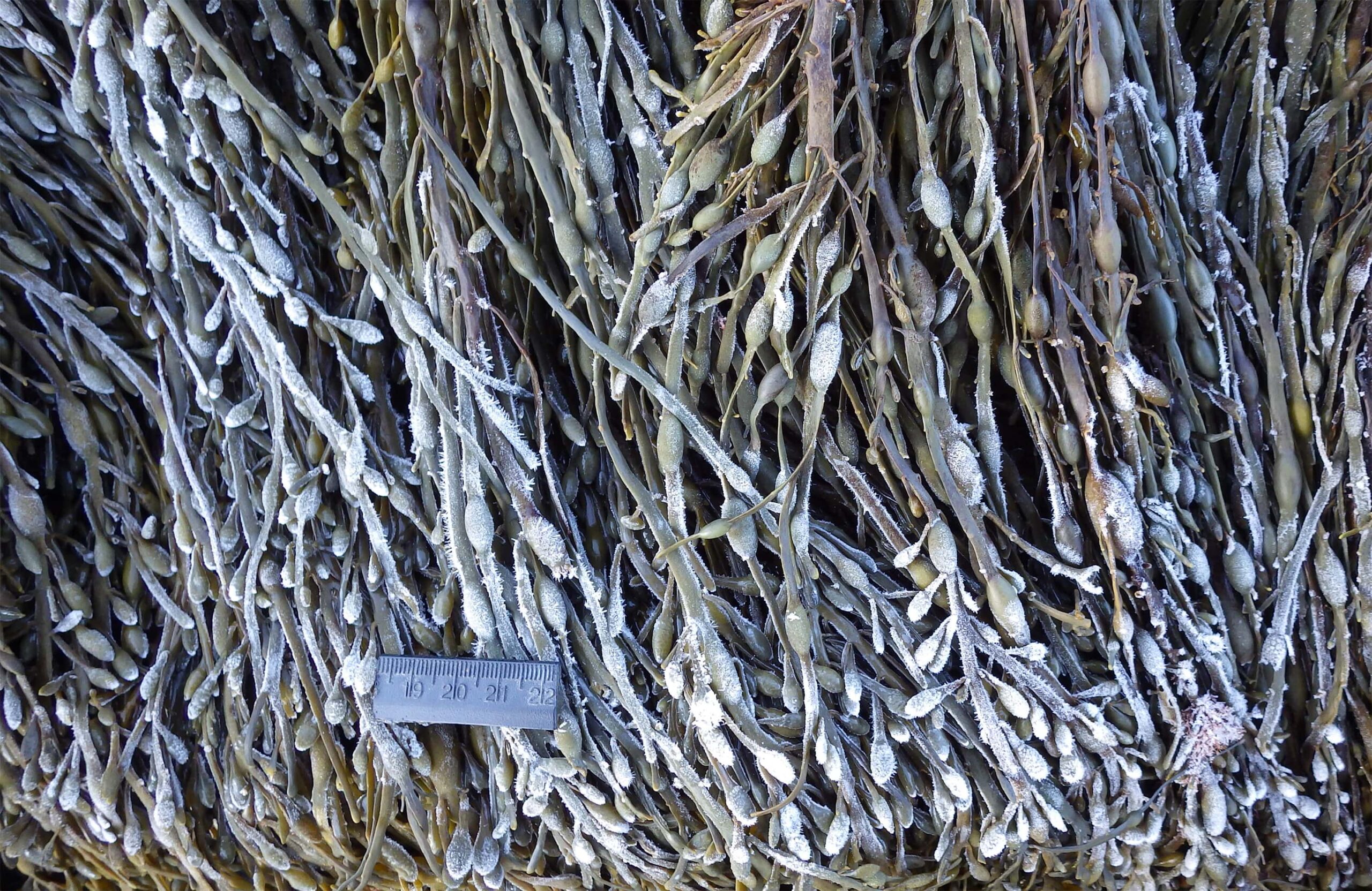 Ascophyllum-nodosum-II-©-Ricardo-Scrosati-min-1 - CodeXVerde