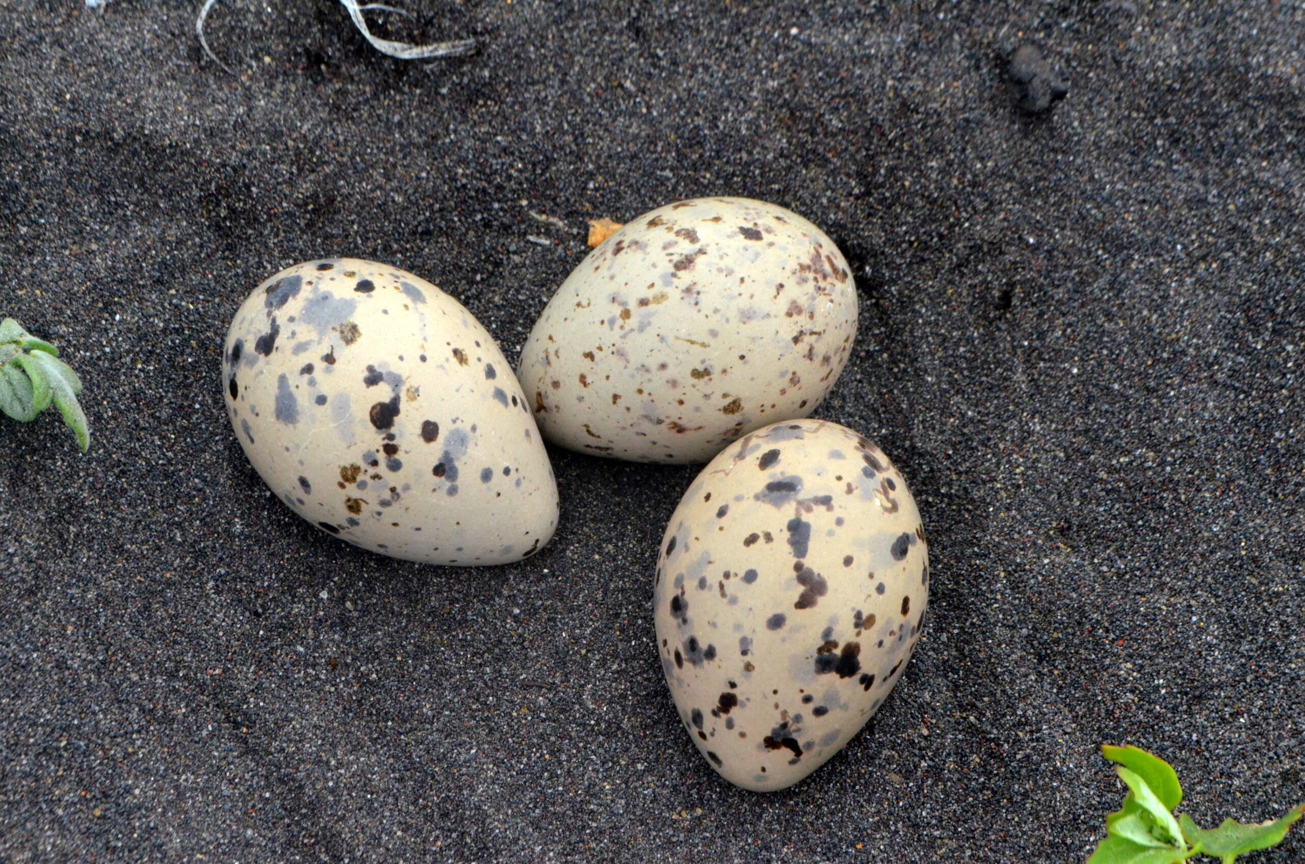 Huevos_Patricio-Ortiz-min - Codexverde