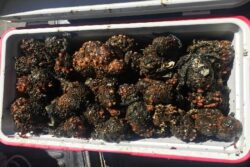 La desconocida historia del piure y sus linajes en Chile - Codexverde