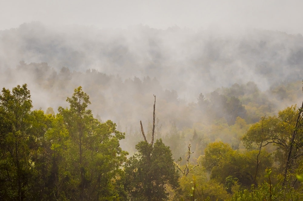 bosque-min - CodeXVerde