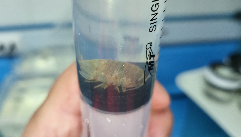 fosd-min - CodeXVerde