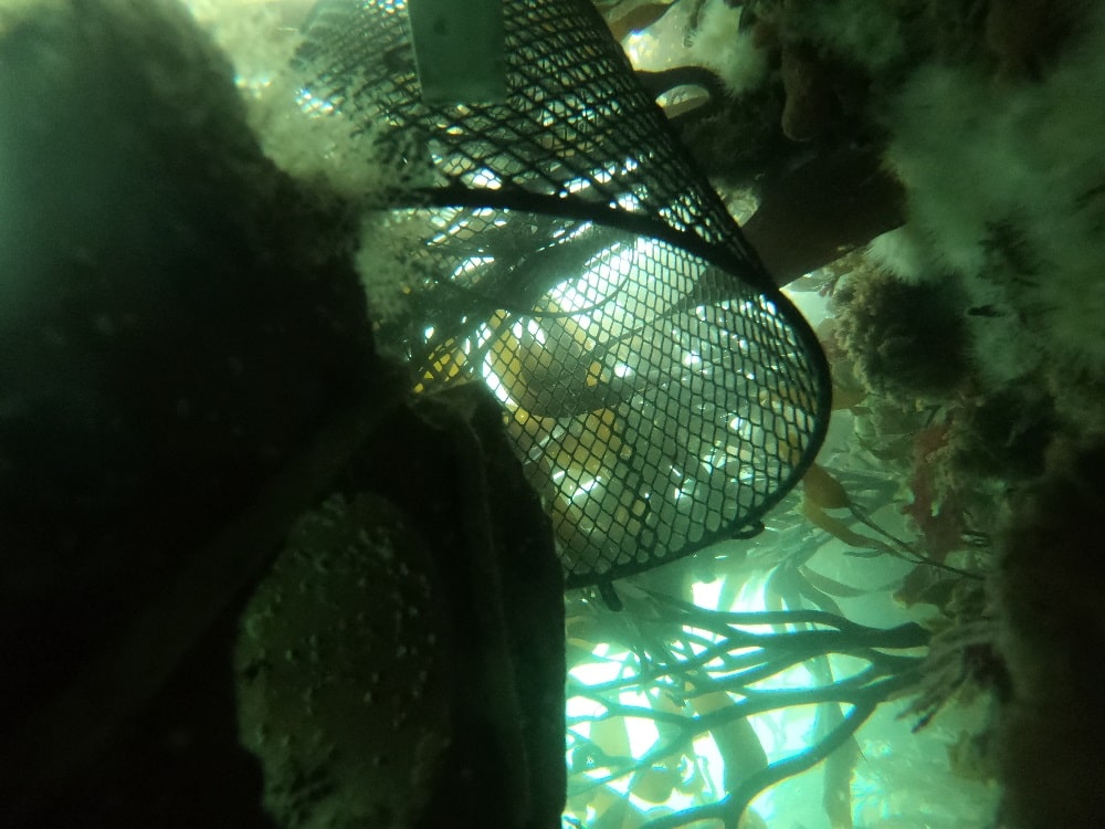 2.34-min - CodeXVerde