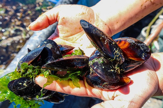 CHORITO-1 - CodeXVerde